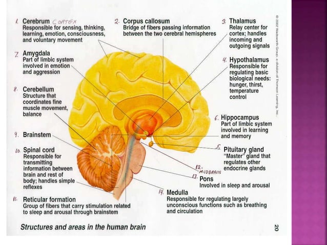 Unconsciousness presentation 1 | PPTX | First Aid | Injuries
