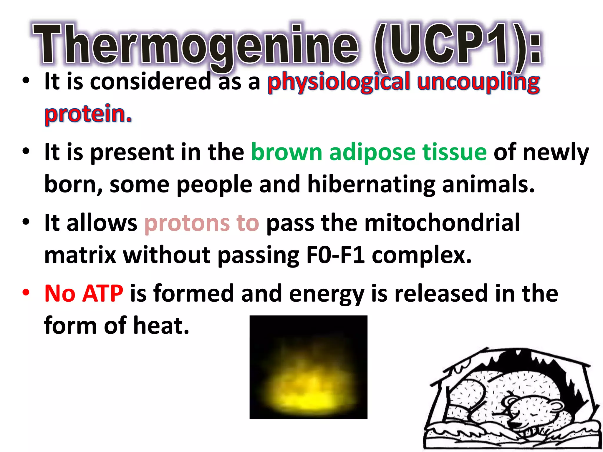 Uncouplers of oxidative phosphorylation | PPTX