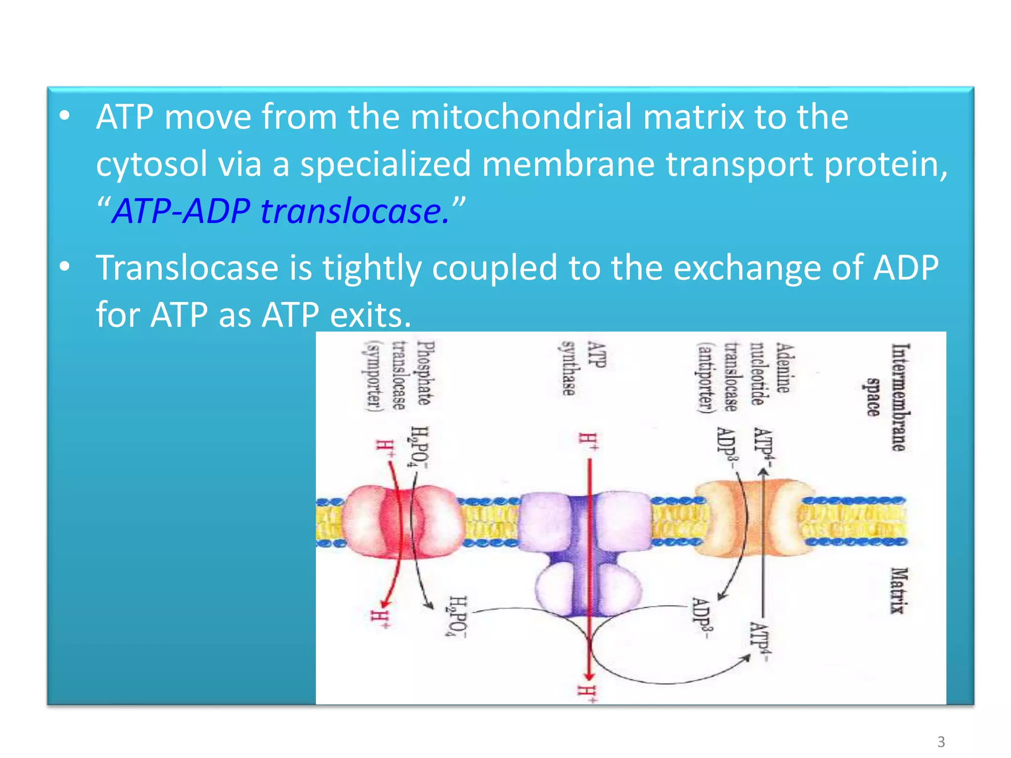 Uncouplers of oxidative phosphorylation | PPTX