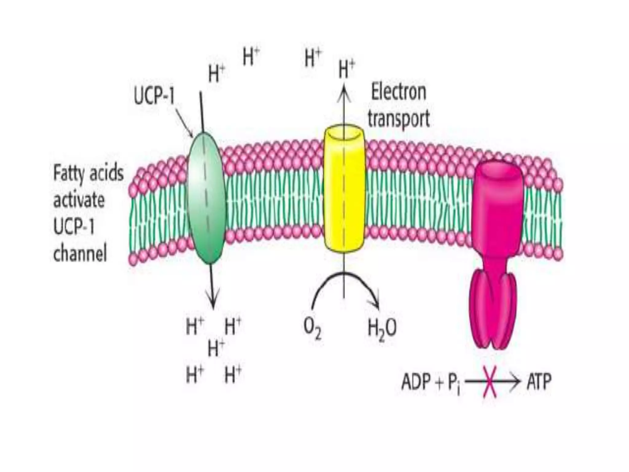 Uncouplers of oxidative phosphorylation | PPTX