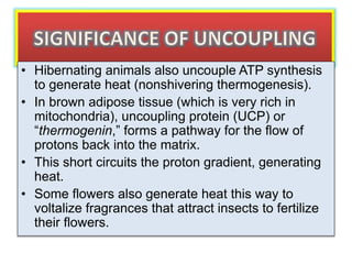 Uncouplers of oxidative phosphorylation | PPTX