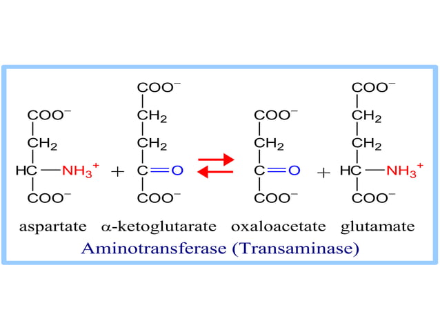 Uncouplers of oxidative phosphorylation | PPTX