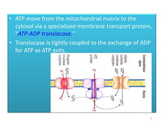 Uncouplers of oxidative phosphorylation | PPTX