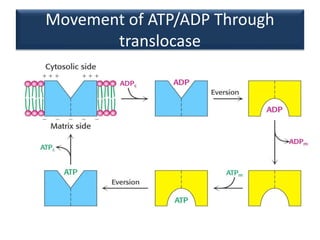 Uncouplers of oxidative phosphorylation | PPTX