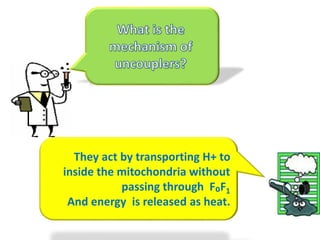 Uncouplers of oxidative phosphorylation | PPTX