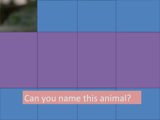 Power Point Uncover game for kids ..... | PPT
