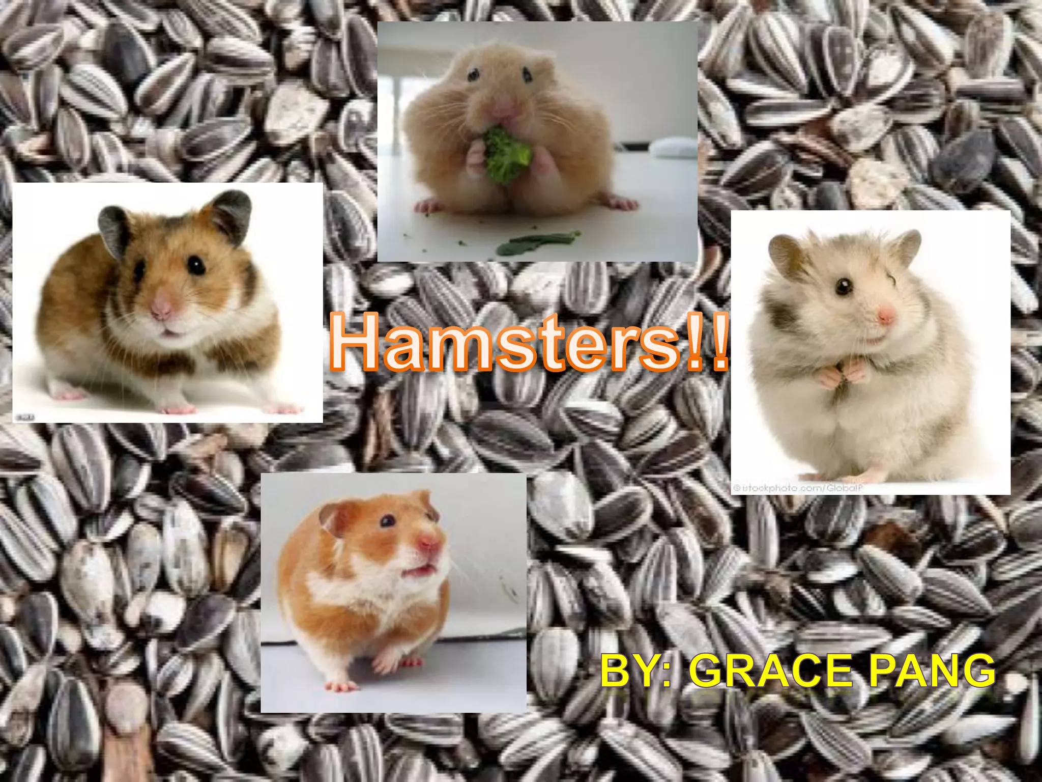 Hamsters :) | PPTX