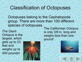 Under The Ocean | PPT