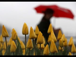 Under an Umbrella | PPSX