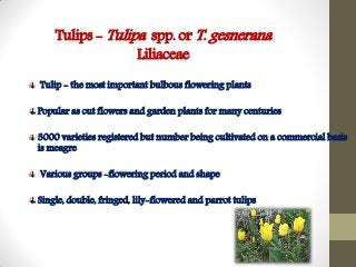 Underexploited flower crops | PDF