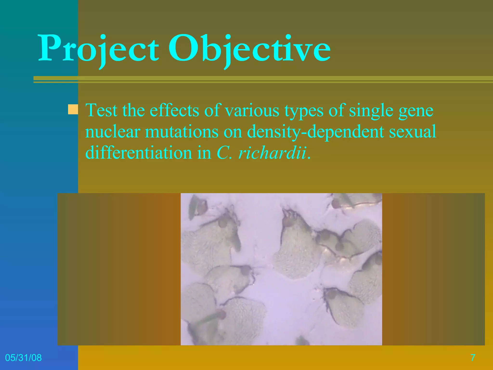 Undergraduate Thesis Defense Slides | PPT