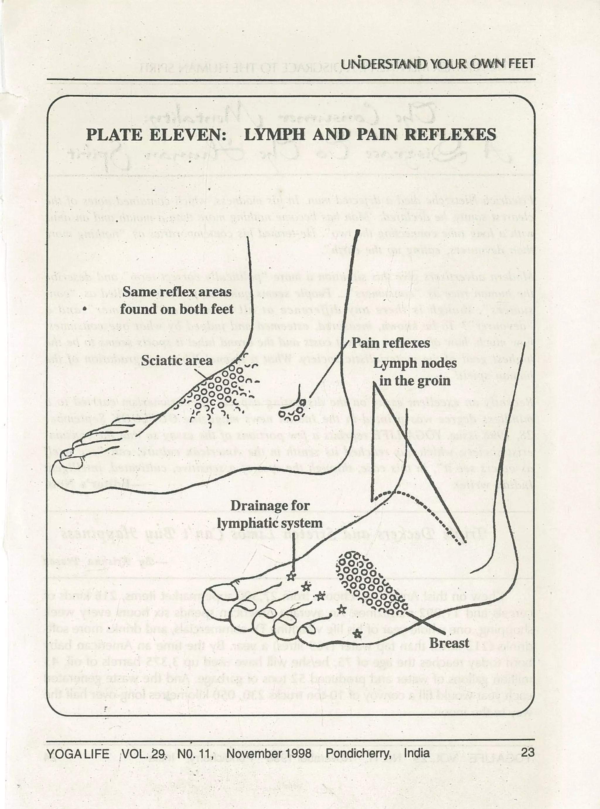 Understanding your own feet | PDF