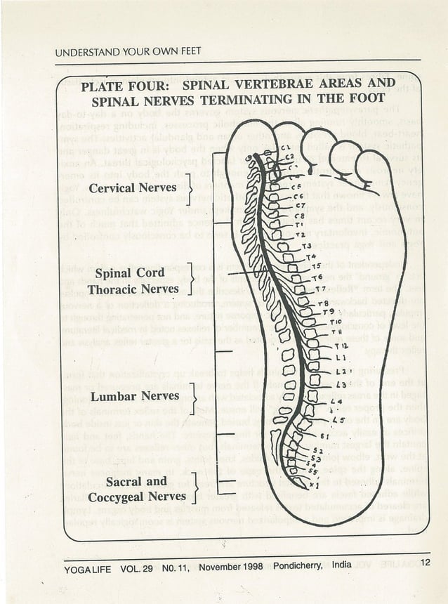 Understanding your own feet | PDF