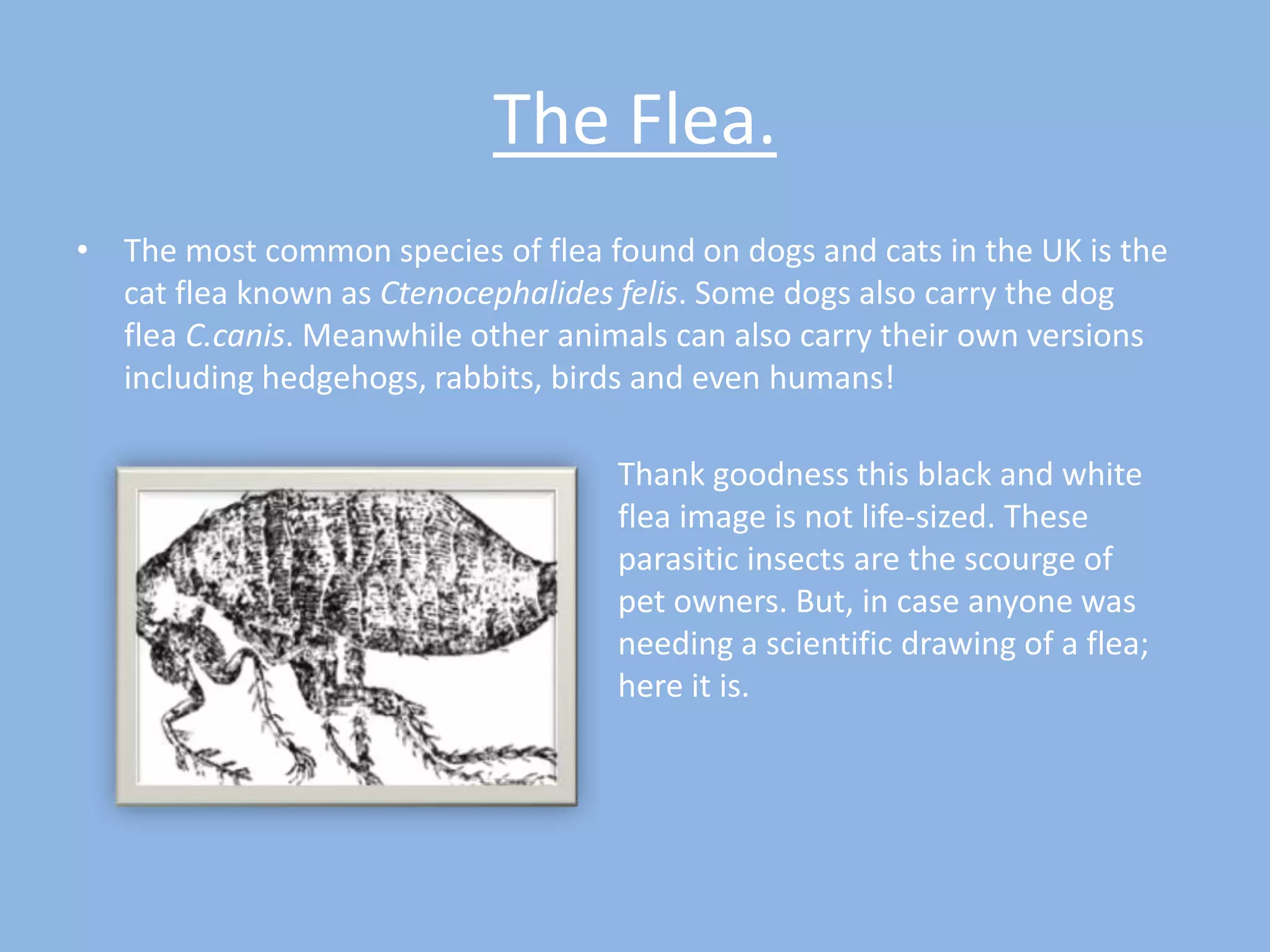 Understanding Fleas | PPTX