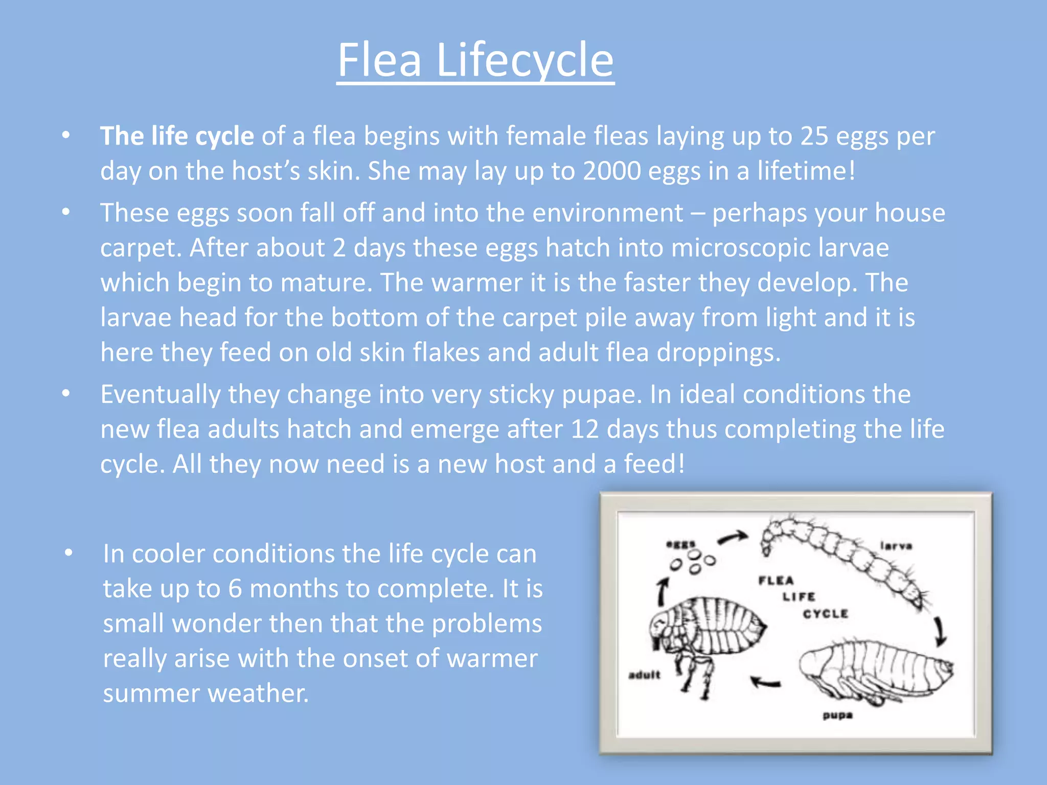 Understanding Fleas | PPTX