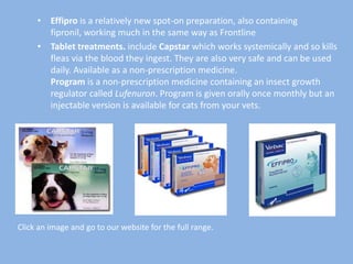 Understanding Fleas | PPTX