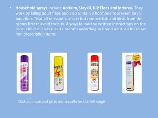 Understanding Fleas | PPTX