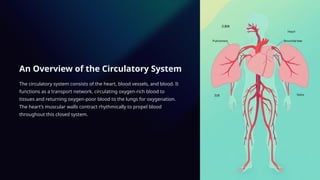 Understanding-Human-Heart-Circulation.pptx