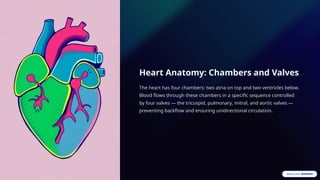 Understanding-Human-Heart-Circulation.pptx