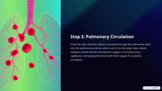 Understanding-Human-Heart-Circulation.pptx