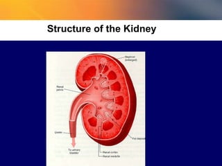 Understanding Kidney Failure and Dietary Modifications | PPT
