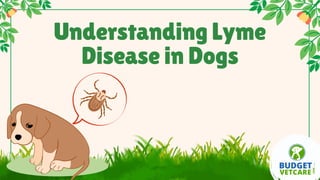 Understanding Lyme Disease in Dogs and how to prevent it | PDF