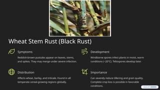 Wheat-Diseases and their management.pptx