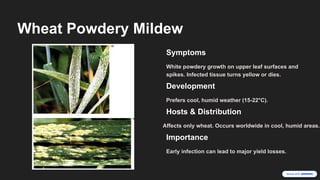 Wheat-Diseases and their management.pptx