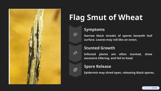 Wheat-Diseases and their management.pptx