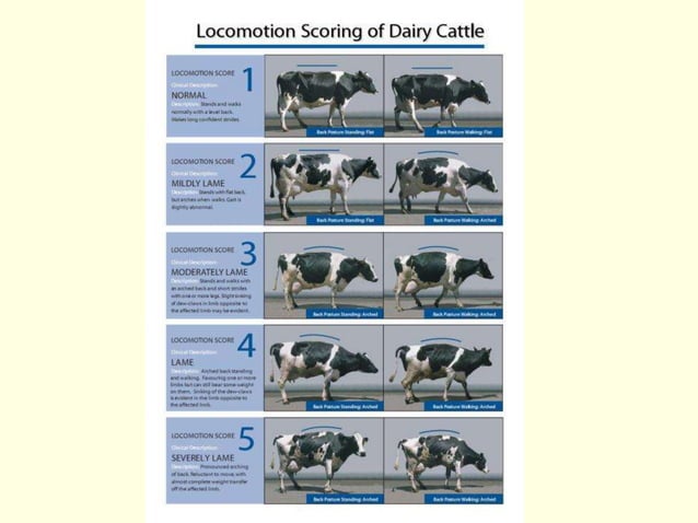 Understanding and Preventing Dairy Cattle Lameness | PPT