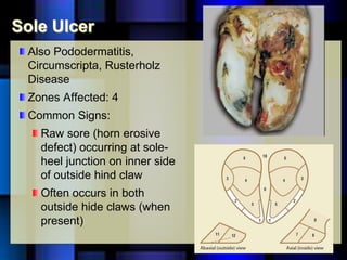 Understanding and Preventing Dairy Cattle Lameness | PPT