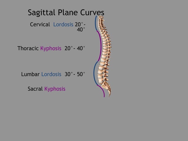 Understandingbackpainbasicsofspinedr 150818164241-lva1-app6891 | PPT