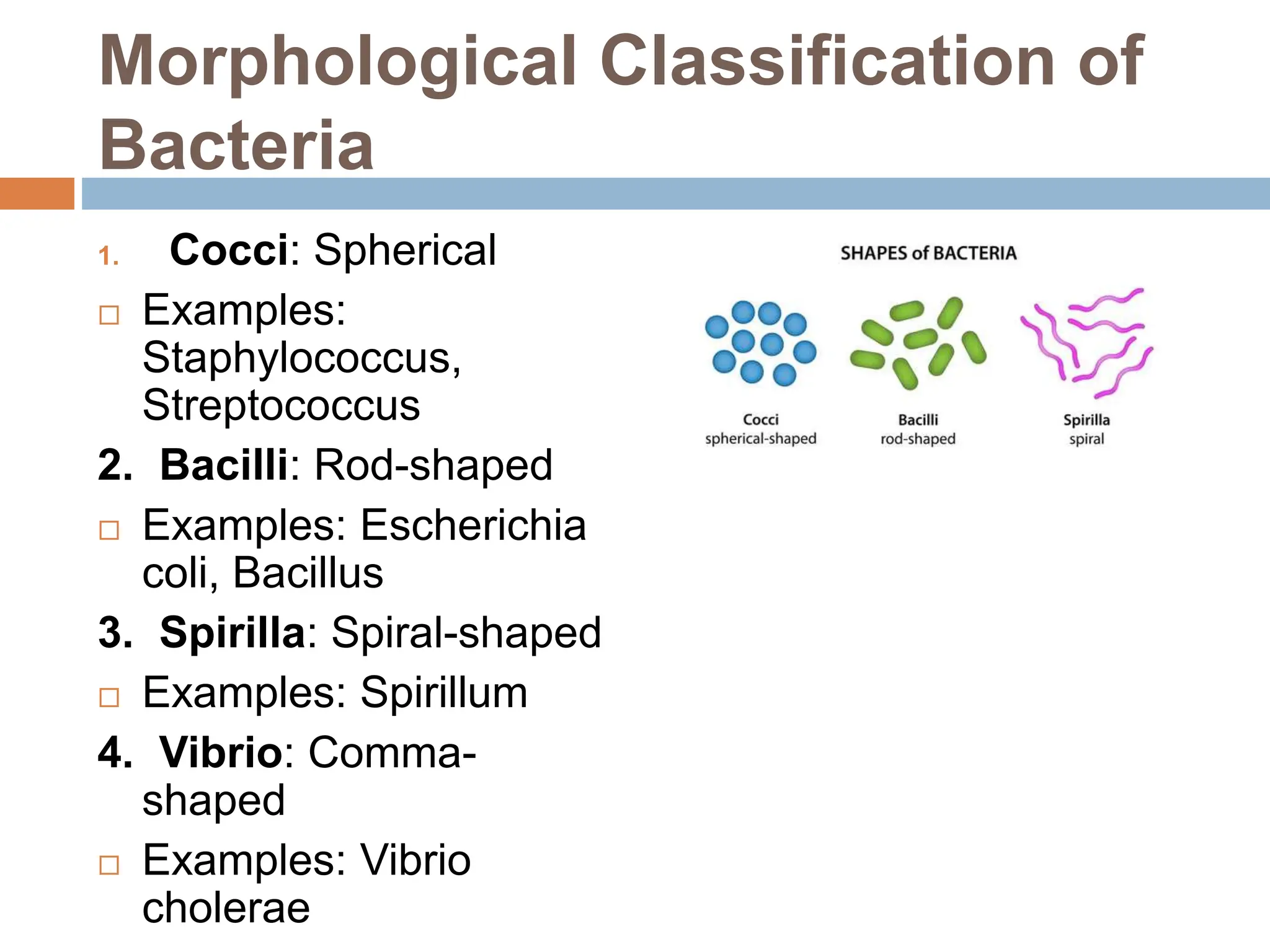 Understanding Bacterial Structure, Growth, and Cultivation.pptx