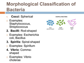 Understanding Bacterial Structure, Growth, and Cultivation.pptx