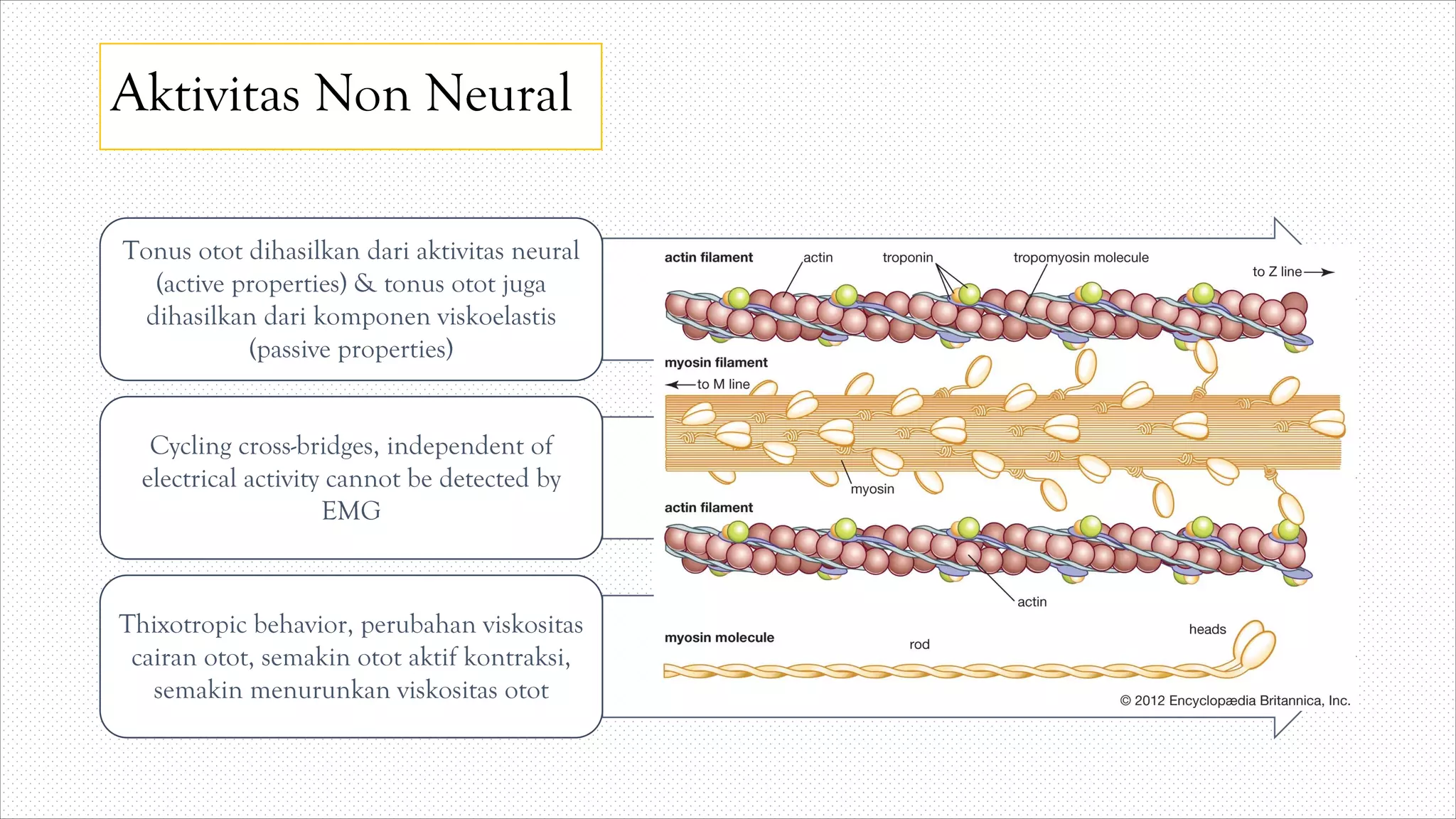 Understanding Basic Concept of Muscle Tone & Functional.pdf