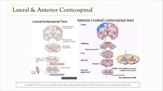 Understanding Basic Concept of Muscle Tone & Functional.pdf