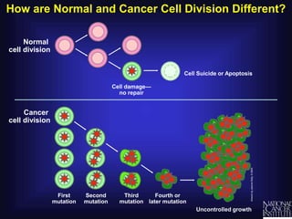 Understanding_Cancer_Teacher_PPT.ppt