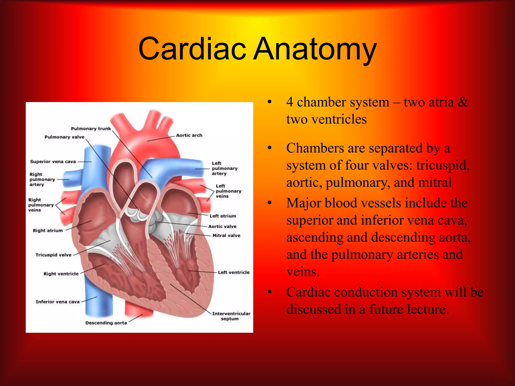 Understanding Cardiac Auscultation | PPTX