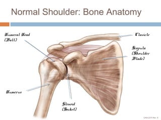 Understanding Chronic Shoulder Pain | PPT