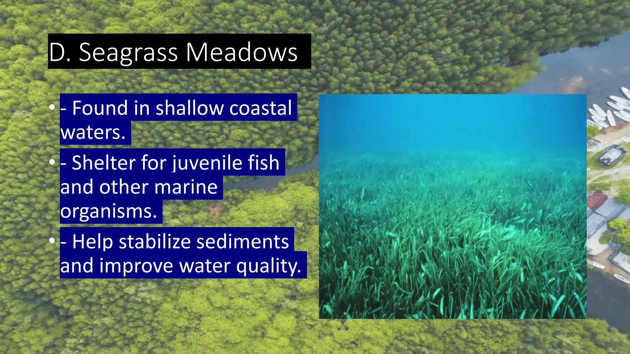 UNDERSTANDING Coastal Ecosystem.pptx