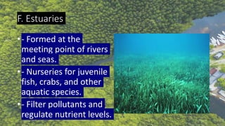 UNDERSTANDING Coastal Ecosystem.pptx