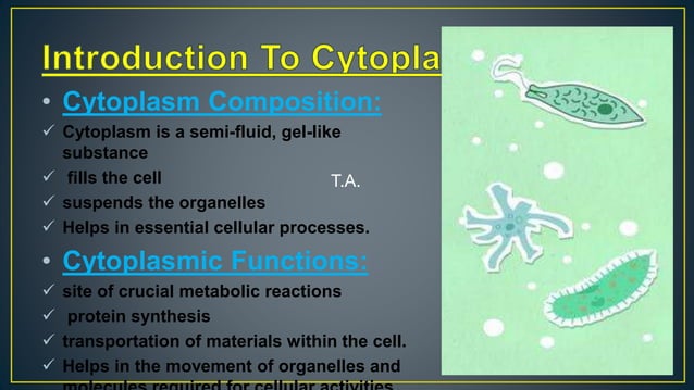 Understanding Cytoplasm and Organelles 1.pptx