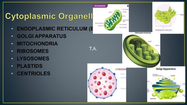 Understanding Cytoplasm and Organelles 1.pptx