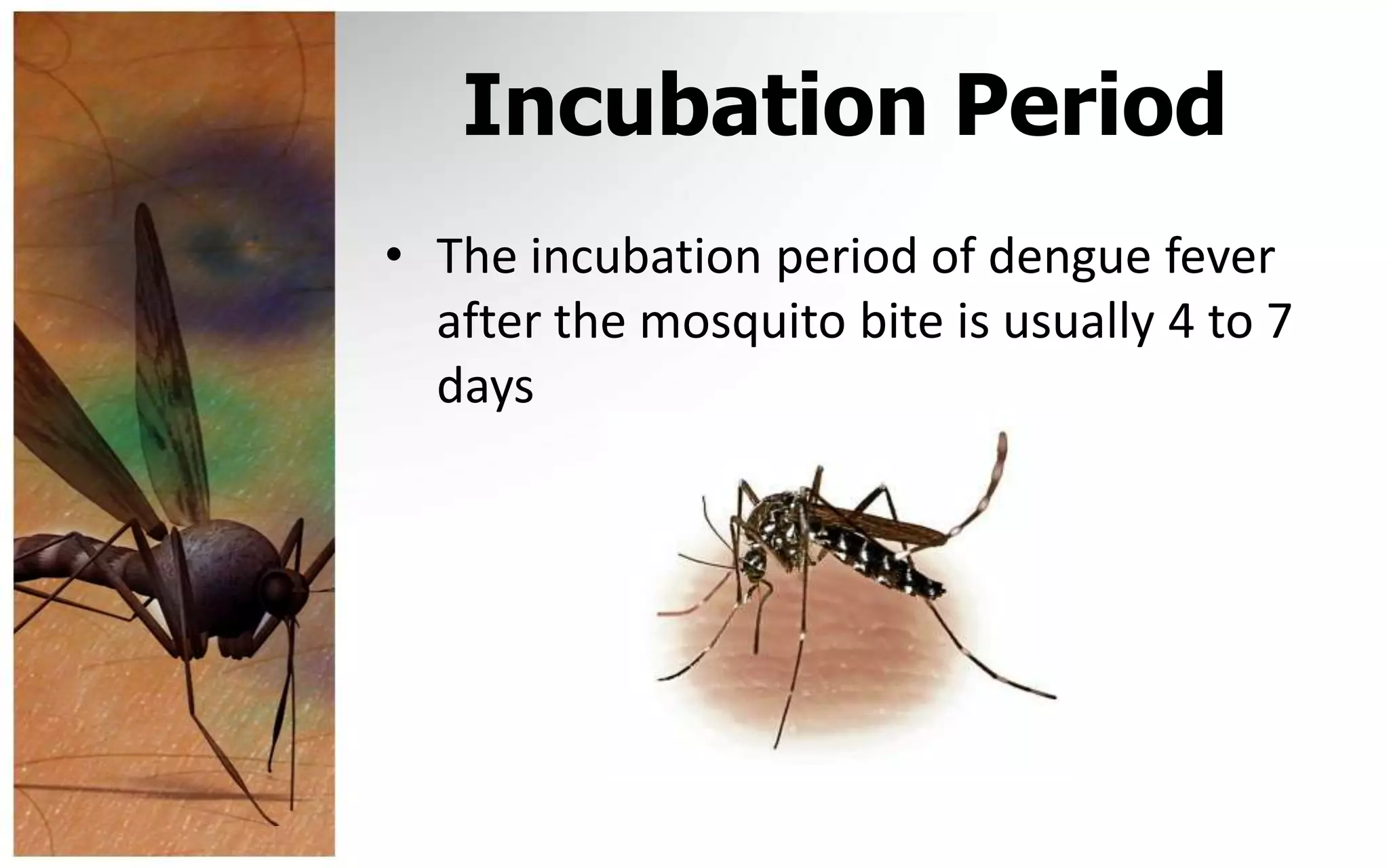 Understanding dengue | PPTX