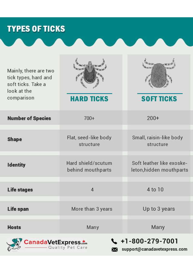 Understanding Different Types of Ticks - canadavetexpress.pdf