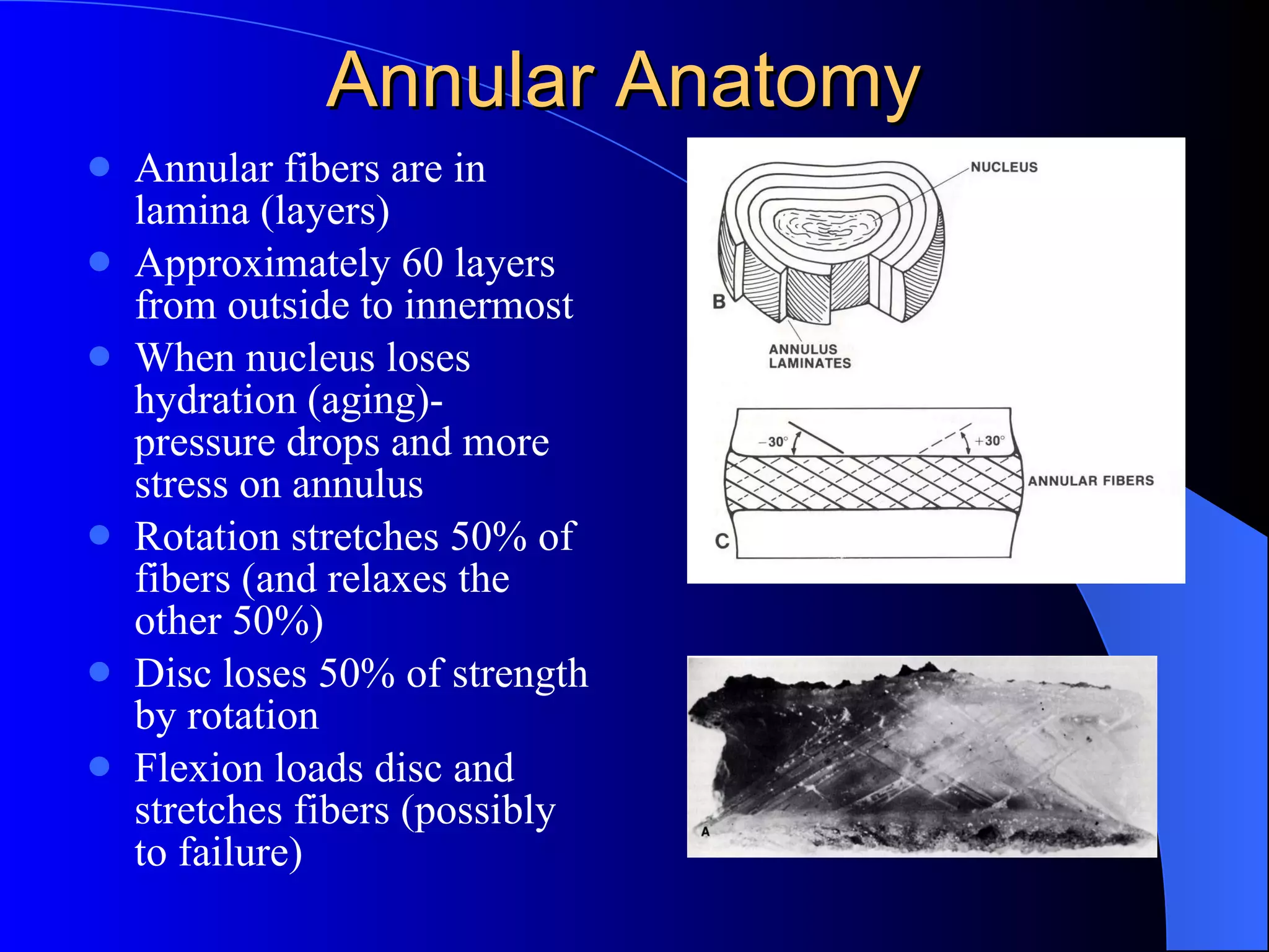 Understanding disorders of the spine| anatomy of the spine | chronic ...