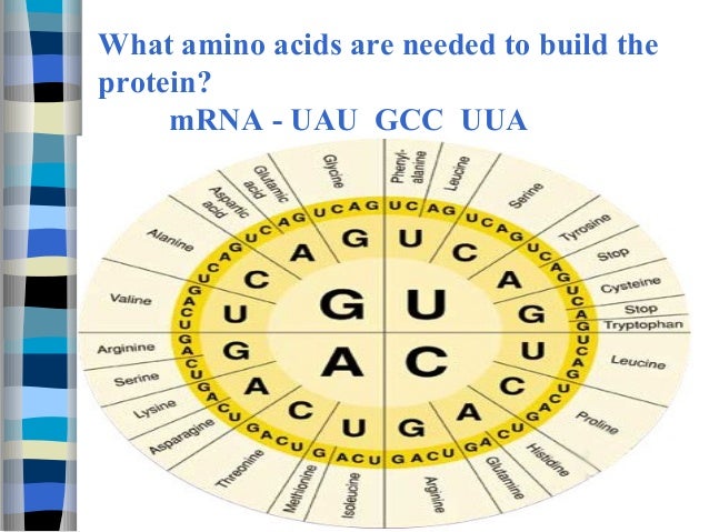 Understanding dna