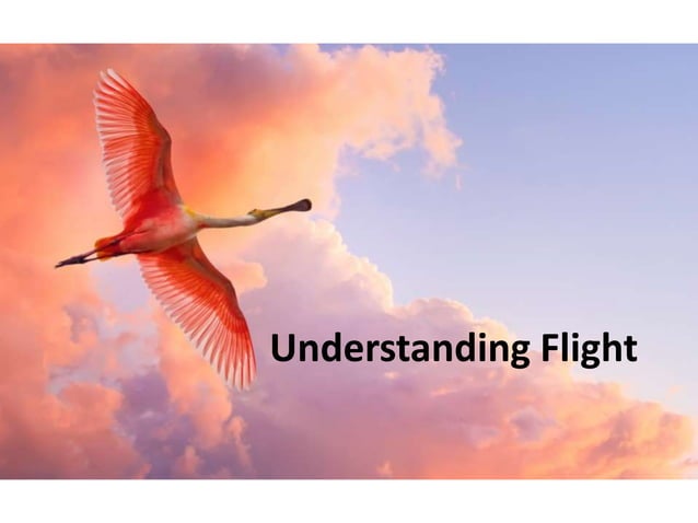Understanding flight | PPTX