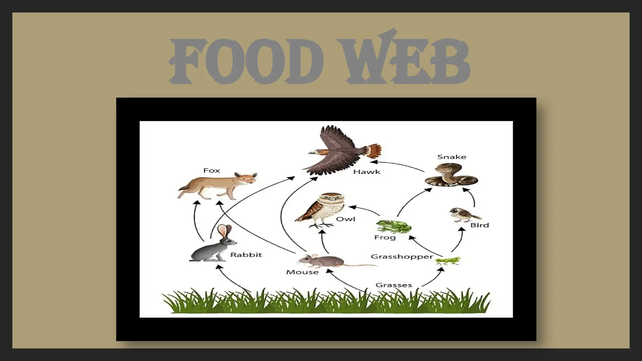 UNDERSTANDING FOOD WEBS.pptDavinderSingh | PPT