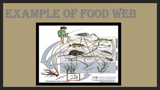 UNDERSTANDING FOOD WEBS.pptDavinderSingh | PPT